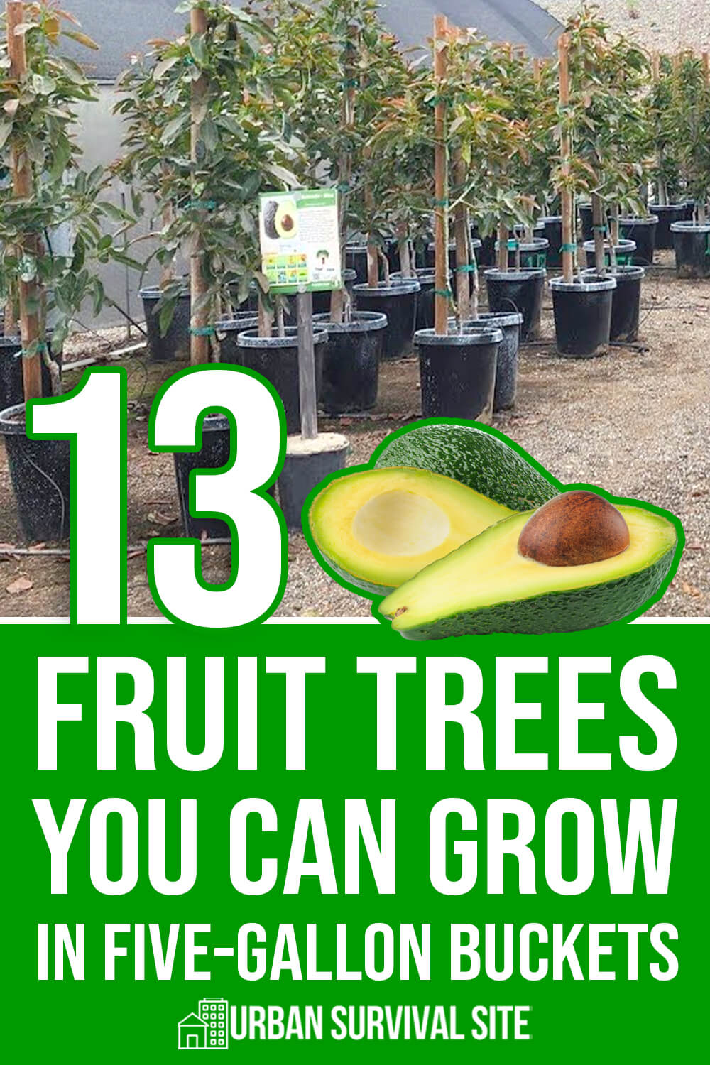 13 Fruit Trees You Can Grow in Five-Gallon Buckets - Power Puff Protection