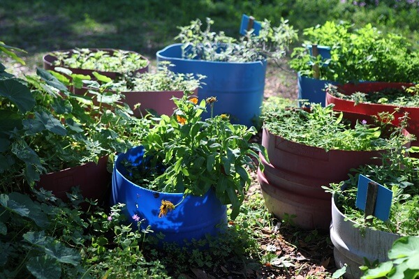 50 Greatest Crops for Bucket Gardening – UrbanEchoes