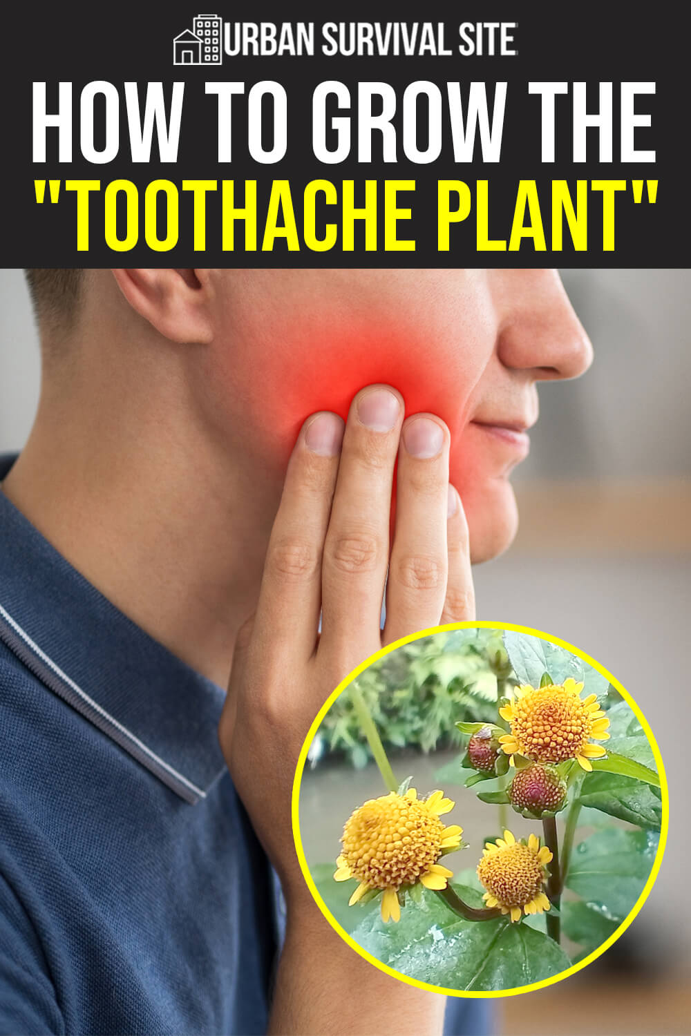 How to Grow the "Toothache Plant" - Power Puff Protection