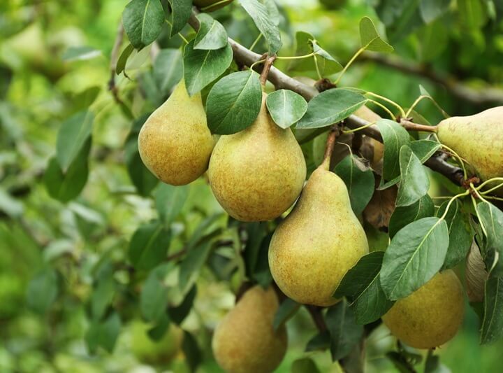 13 Fruit Trees You Can Grow in Five-Gallon Buckets - Power Puff Protection