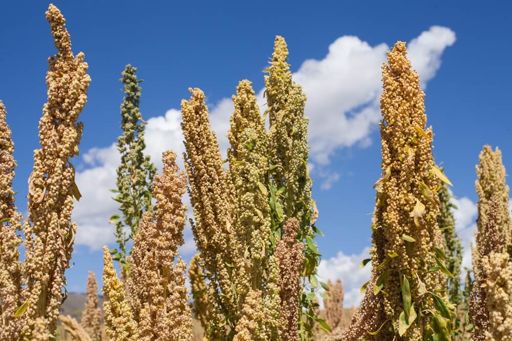 19 Drought-Tolerant Plants for Your Survival Garden - Power Puff Protection