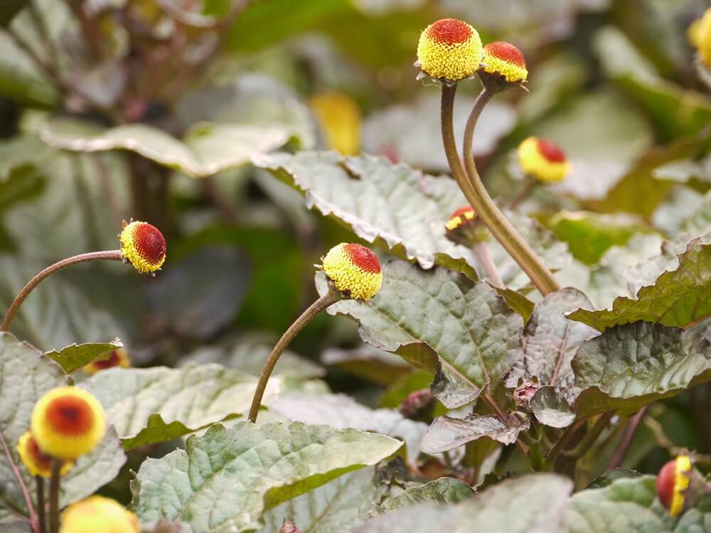 How to Grow the "Toothache Plant" - Power Puff Protection