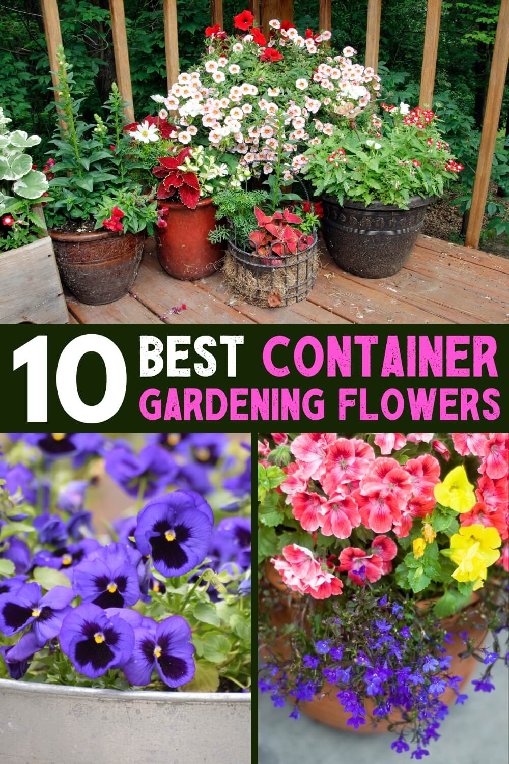 10 Best Container Gardening Flowers