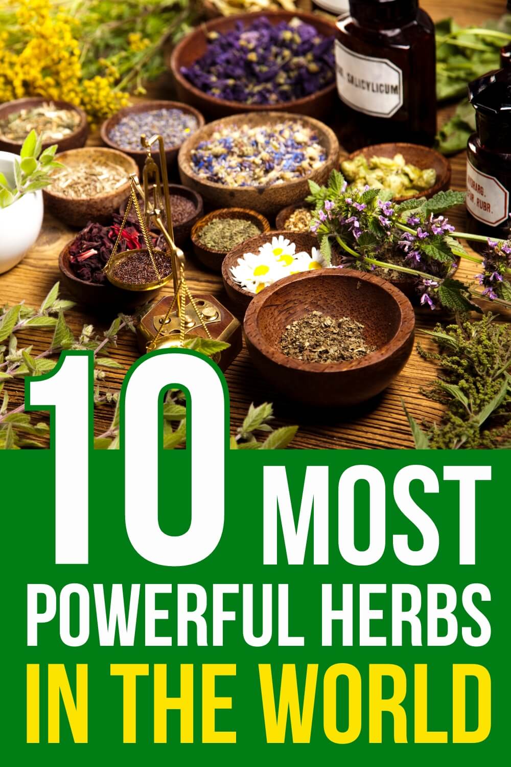 10 Most Powerful Herbs In The World