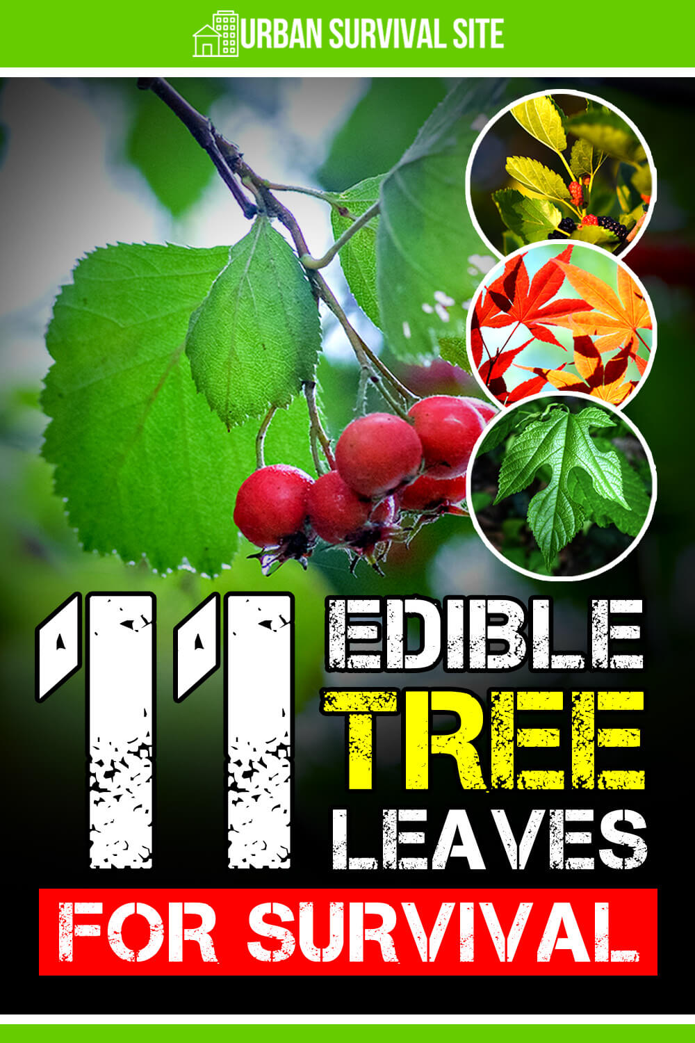 11 Edible Tree Leaves for Survival | Urban Survival Site