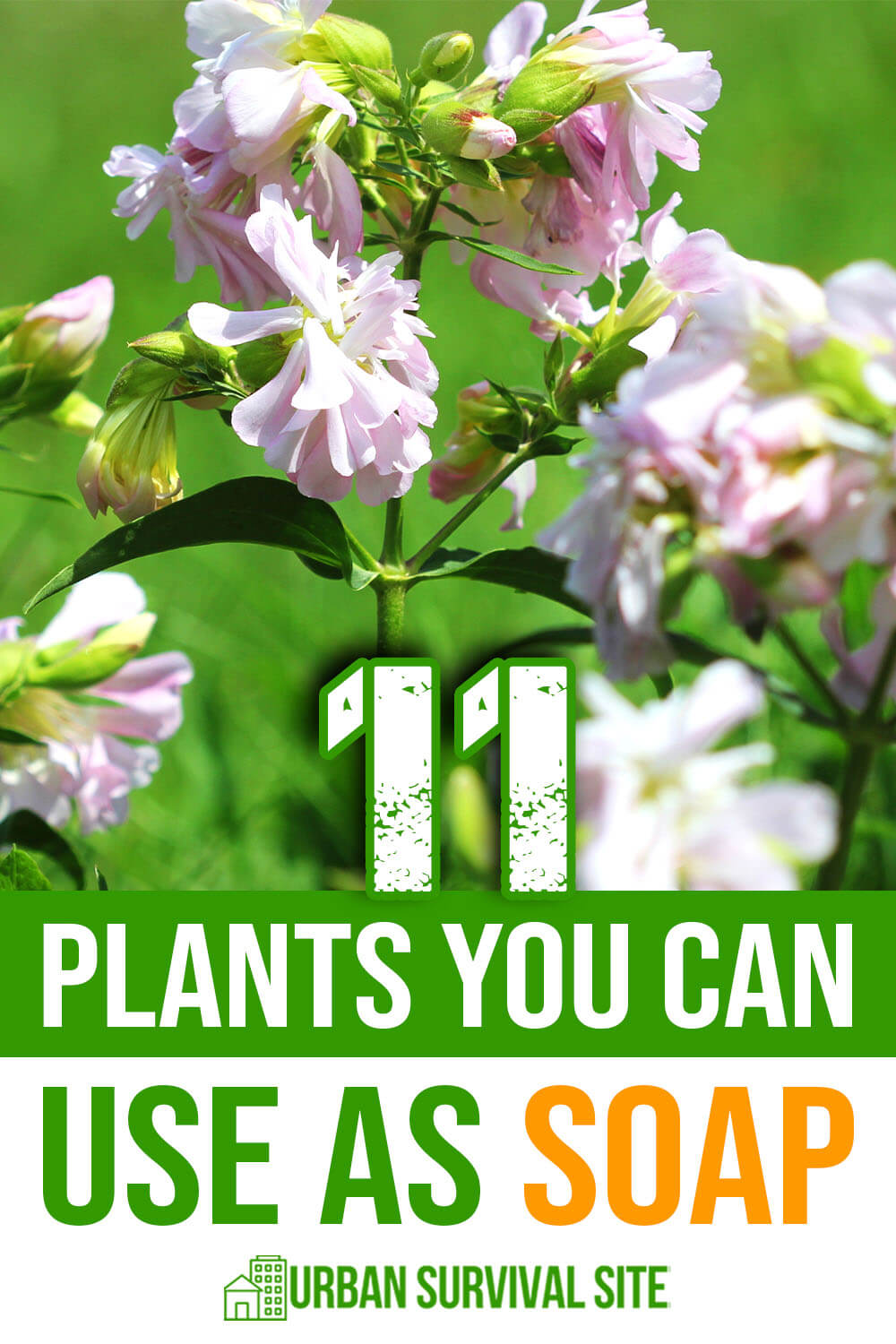 11 Plants You Can Use As Soap