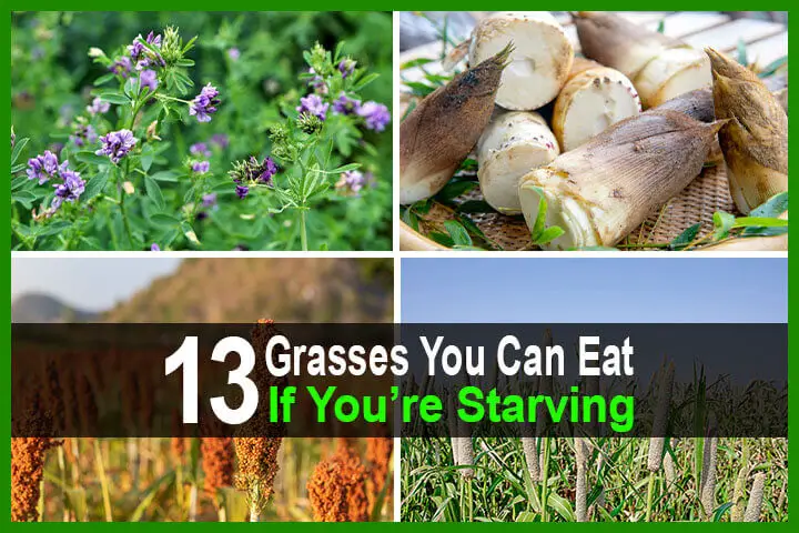 13 Grasses You Can Eat If You're Starving