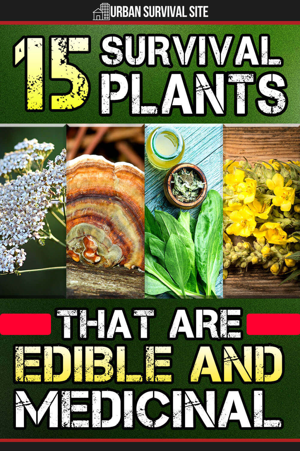 15 Survival Plants That Are Both Edible AND Medicinal