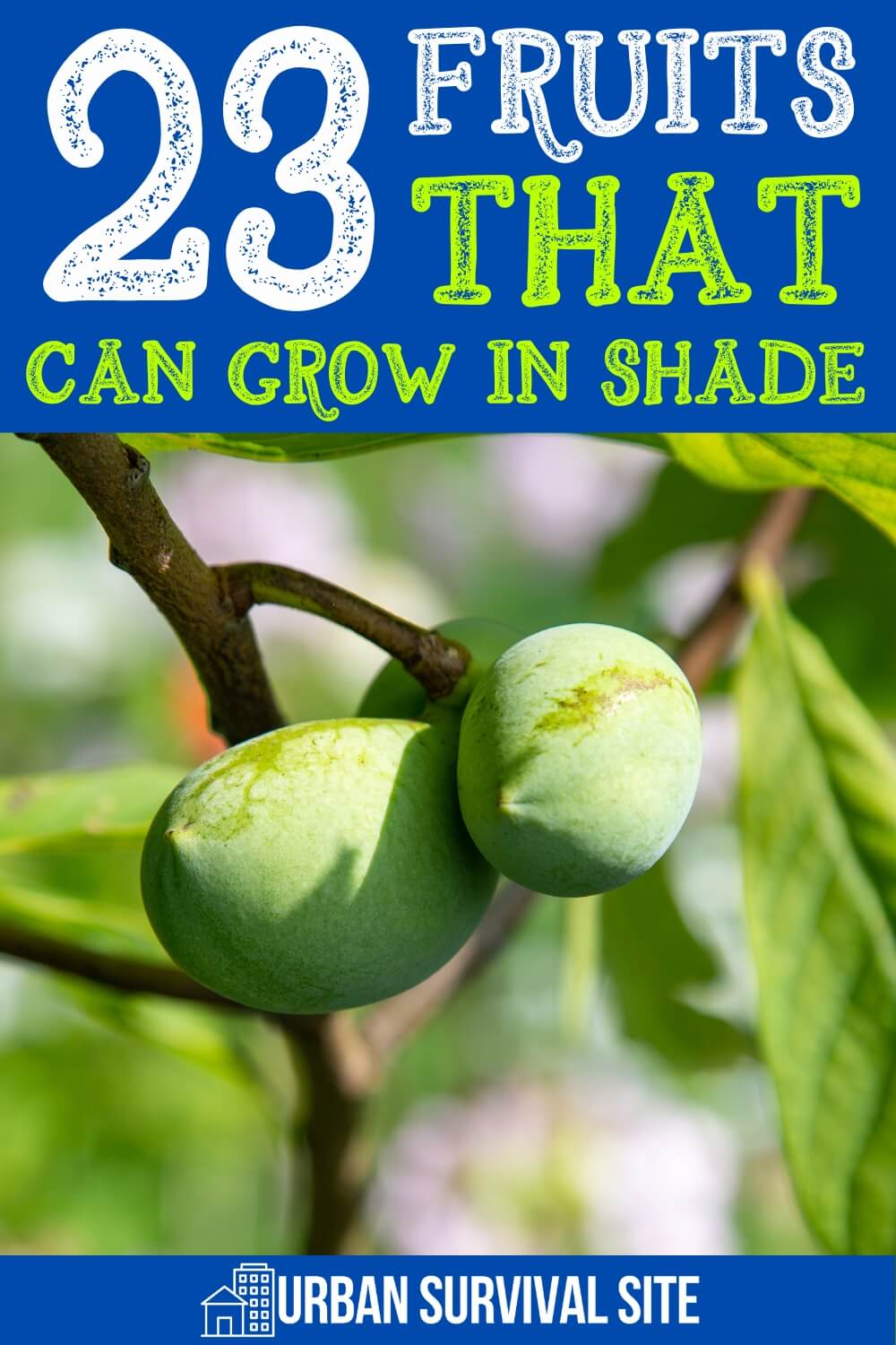 23 Fruits That Grow In The Shade