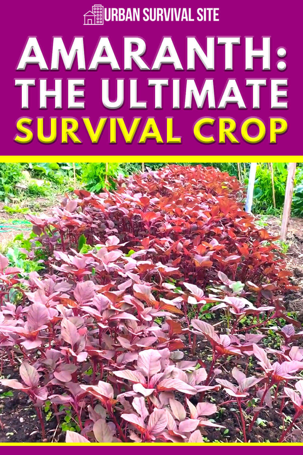 Amaranth: The Ultimate Survival Crop