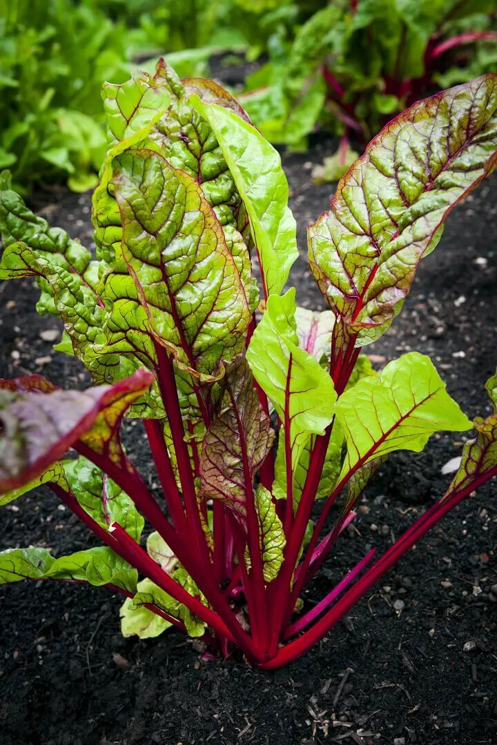 8 Fast-Growing Veggies You Can Harvest In One Month