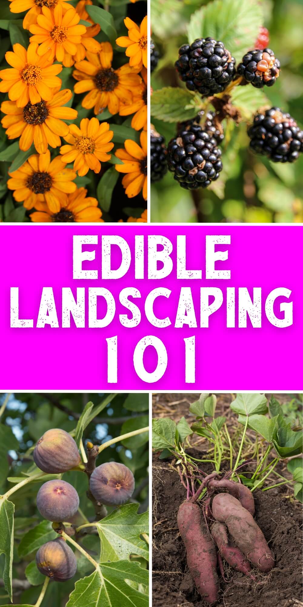 Edible Landscaping 101