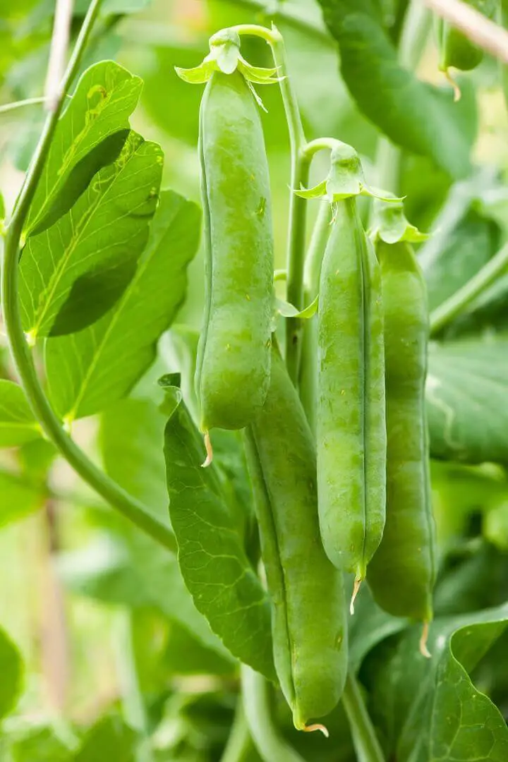 12 Easiest Crops for Survival Gardeners | Urban Survival Site