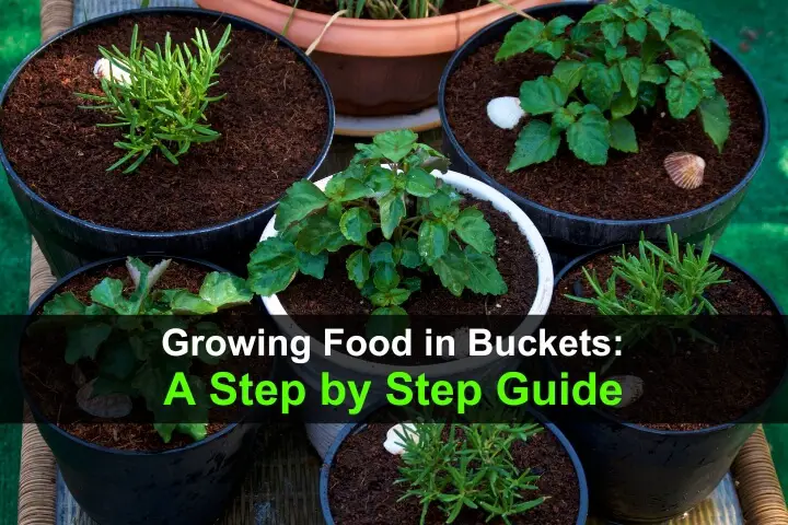 Growing Food in Buckets: A Step by Step Guide | Urban Survival Site