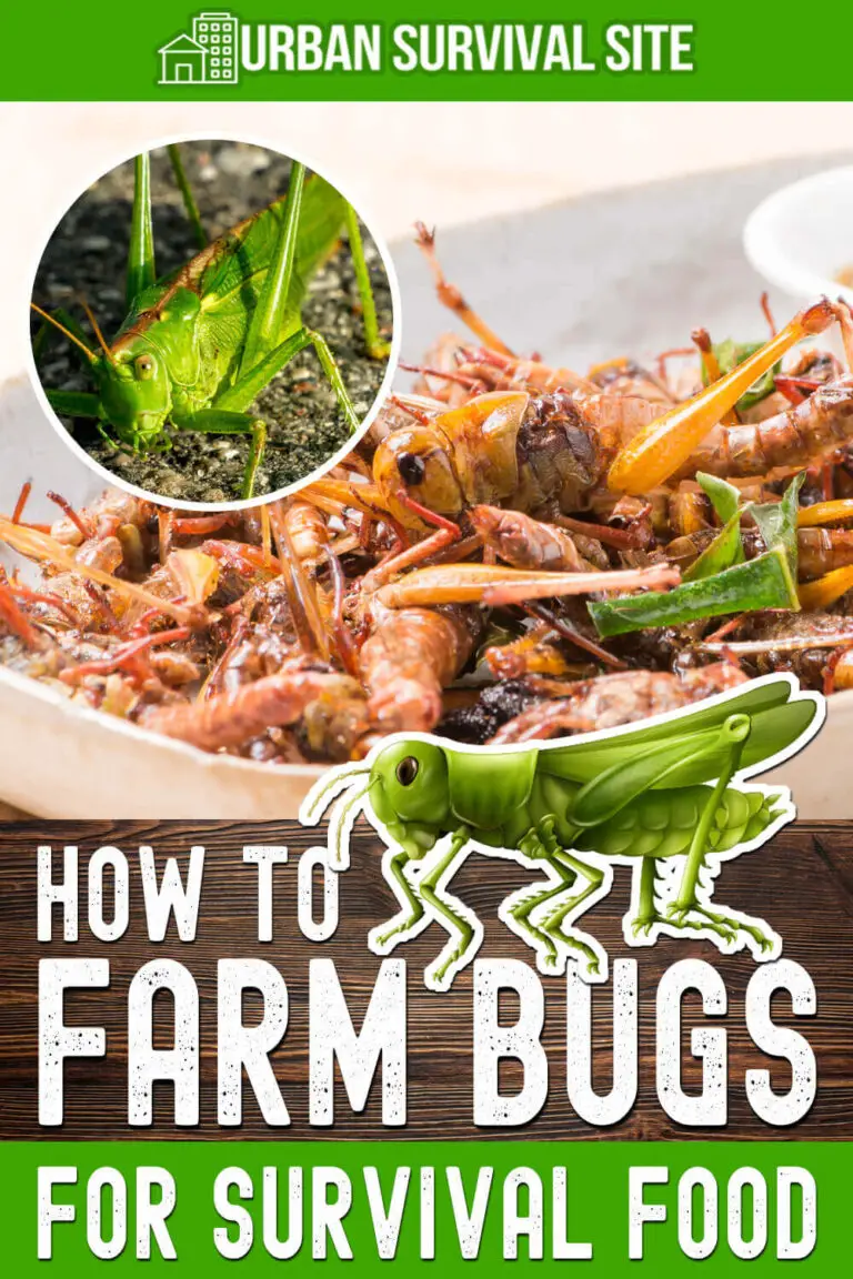 How to Farm Bugs for Survival Food | Urban Survival Site