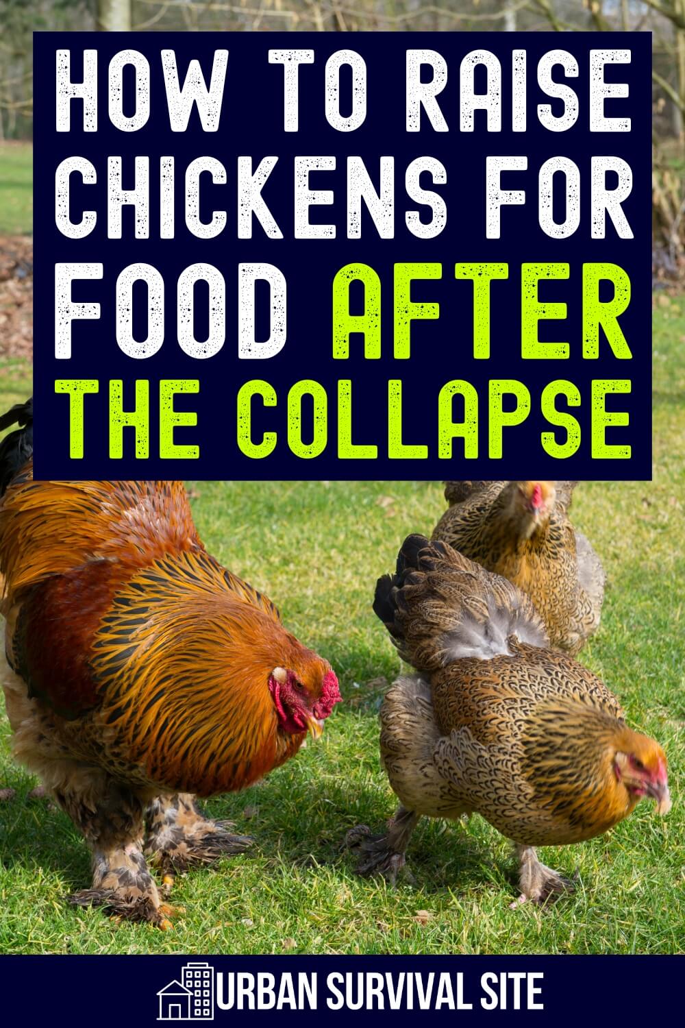 How to Raise Chickens for Food After the SHTF