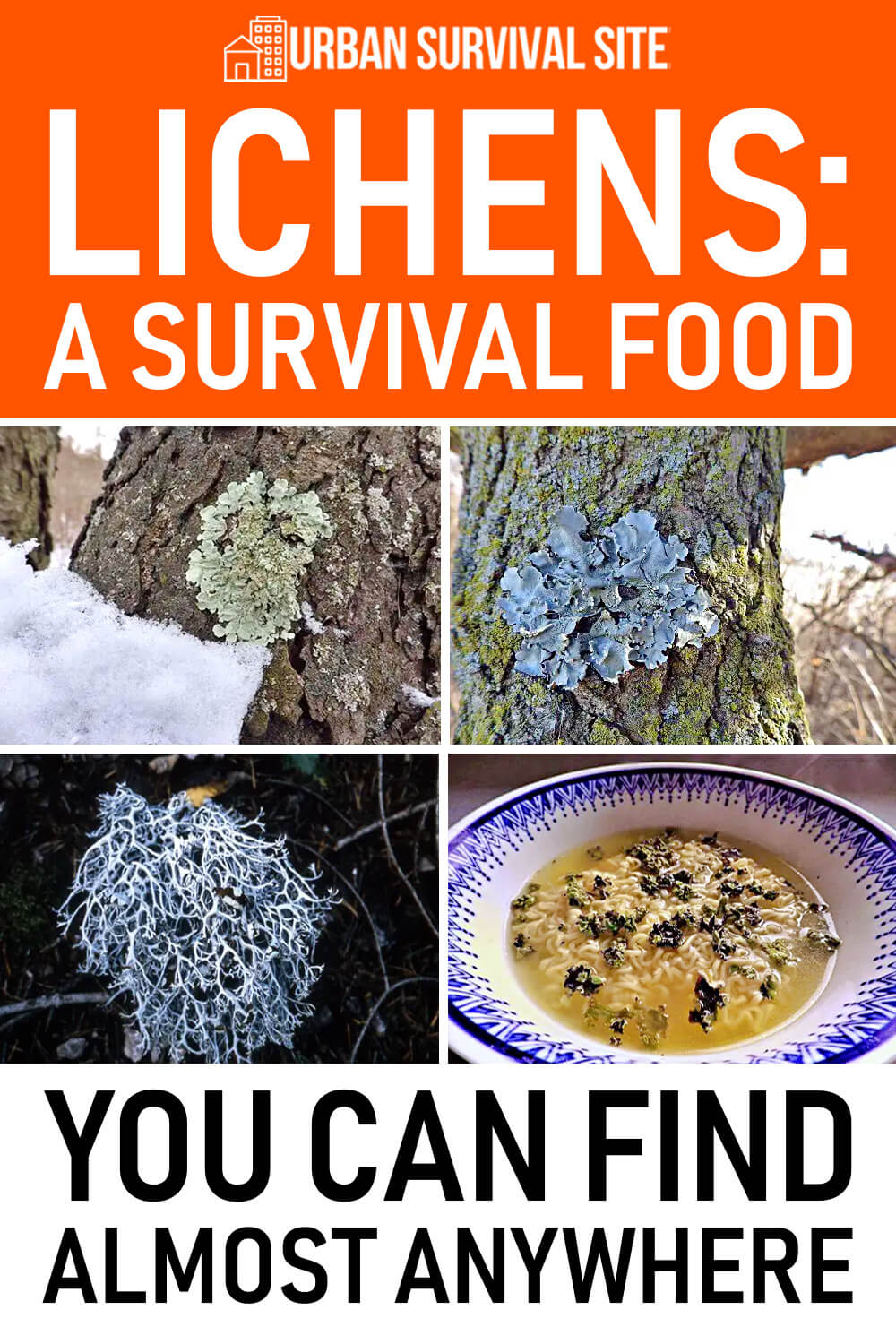 Lichens: A Survival Food You Can Find Almost Anywhere