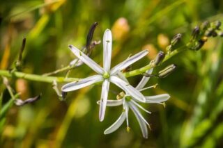 11 Plants You Can Use As Soap