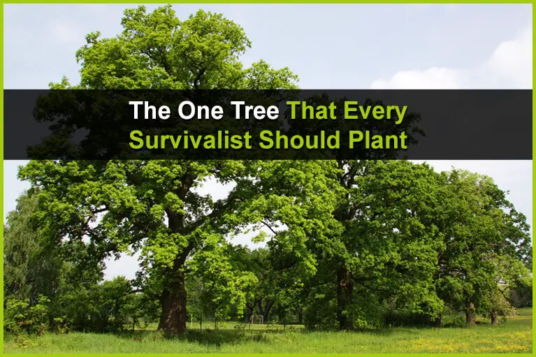 The One Tree That Every Survivalist Should Plant