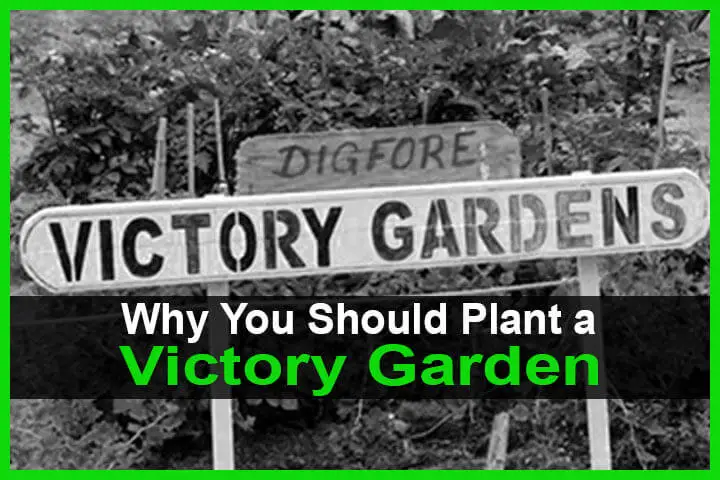 Why You Should Plant a Victory Garden